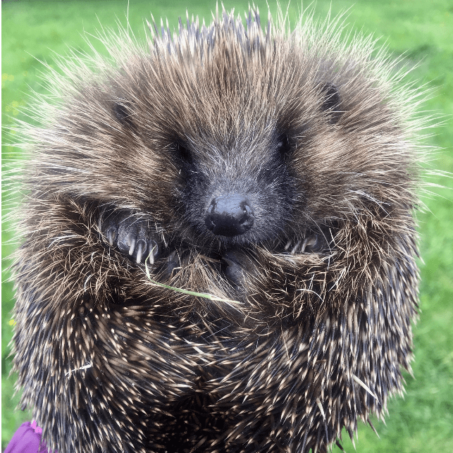PRICKLY EDGE HEDGEHOG RESCUE Fundraising | Easyfundraising